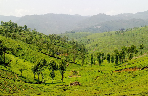 Quaint Getaways from Coimbatore to Undulate Your Senses