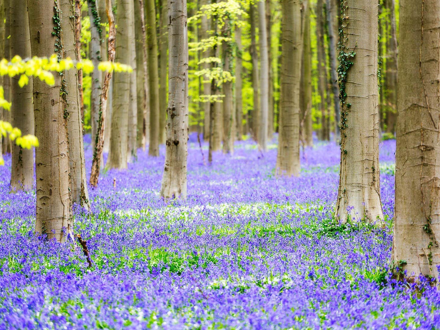 Check Out These Beautiful Images Of Spring Across The World
