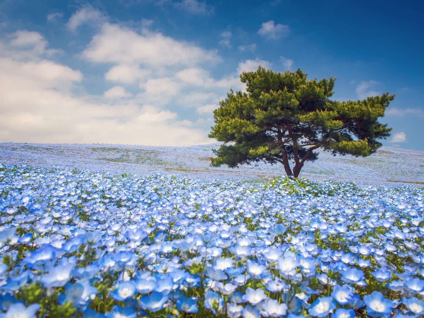 Check Out These Beautiful Images Of Spring Across The World