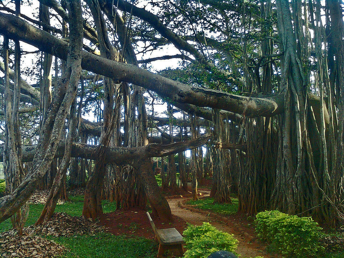 Which are the 5 unique trees that grow in India and why are they important