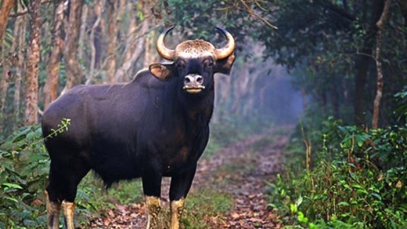 National Parks in West Bengal | Wildlife Sanctuaries in west bengal