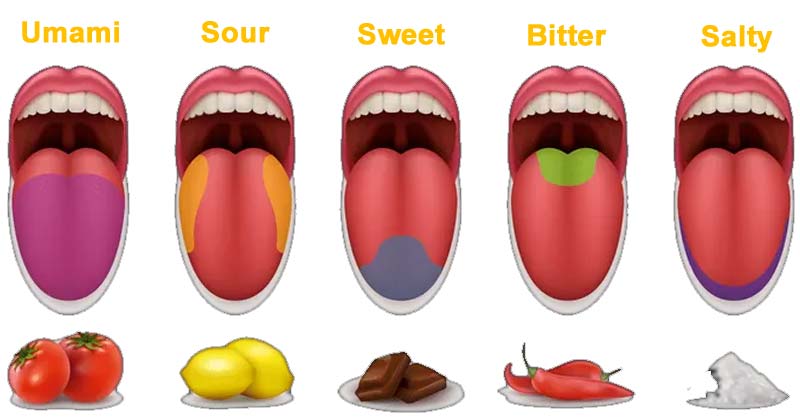 What is Umami? | What is the Fifth Taste? | Umami Foods