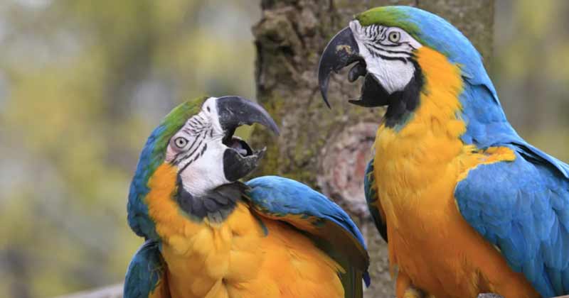 Why Can Parrots Speak | Why parrots can talk like humans?