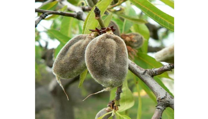 9 Types of Almonds That Are Available And Their Health Benefits