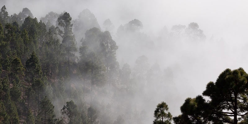 How Is Fog Formed? What Causes Fog In The Morning?