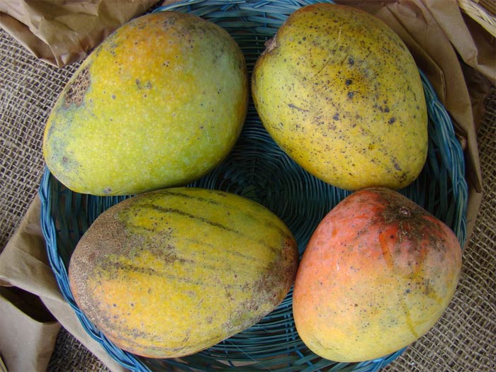A True Mango Fan? You Need To Know About Different Types Of Mango