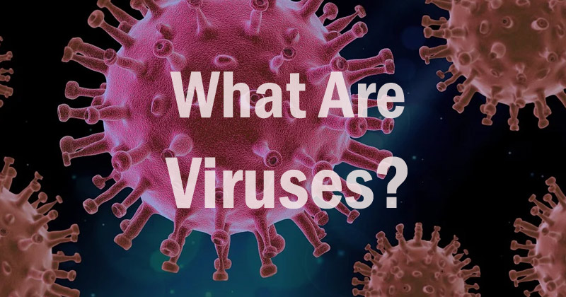 Here is everything you need to know about Viruses.