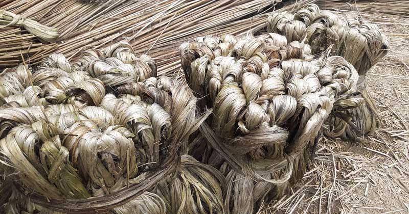 Why is Jute Called Golden Fibre - The Future Of Green Earth