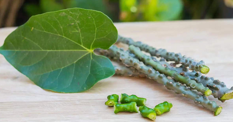 Benefits of Giloy: The Amazing Immunity Booster | Health Benefits of Giloy