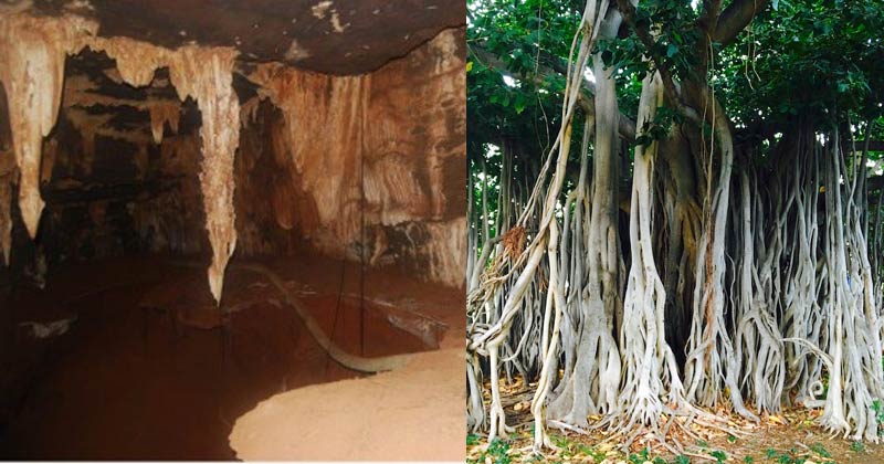 Deepest Roots In The World | Fig Tree | Echo Caves