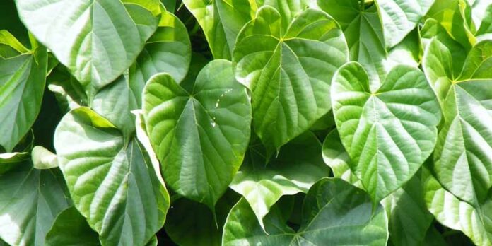 Benefits of Giloy: The Amazing Immunity Booster | Health Benefits of Giloy