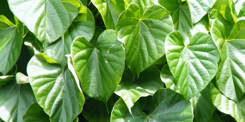Benefits of Giloy: The Amazing Immunity Booster | Health Benefits of Giloy