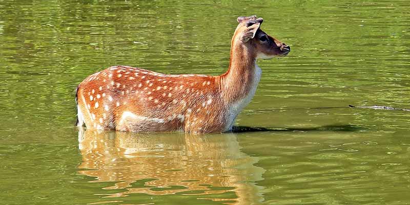 How Animals Keep Themselves Cool in The Soaring Summer Heat?