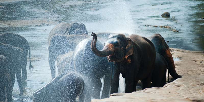 How Animals Keep Themselves Cool in The Soaring Summer Heat?