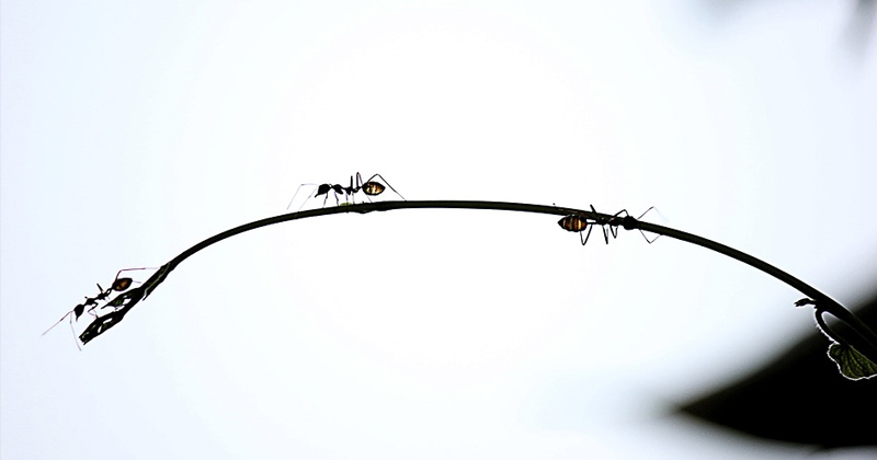 Do Ants Survive Falls From Great Heights? If Yes, then How? Or is it a No?