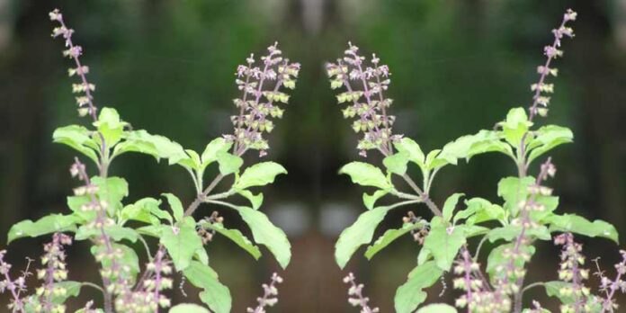 Benefits of Tulasi: How This Medicinal Herb Keeps You Healthy?