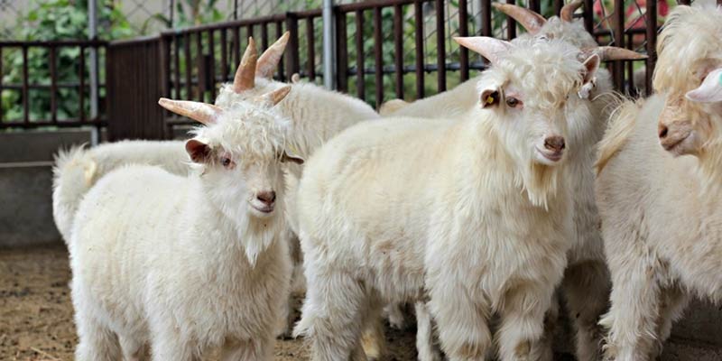 Different Types of Wool | What is the Softest Wool to Wear?