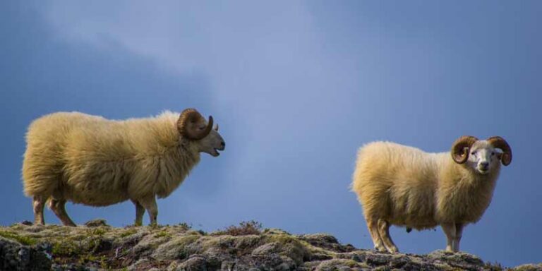 Different Types of Wool | What is the Softest Wool to Wear?