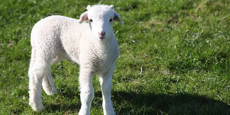 Different Types of Wool | What is the Softest Wool to Wear?