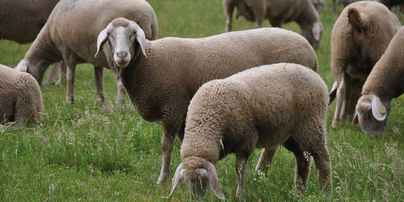 Different Types of Wool | What is the Softest Wool to Wear?