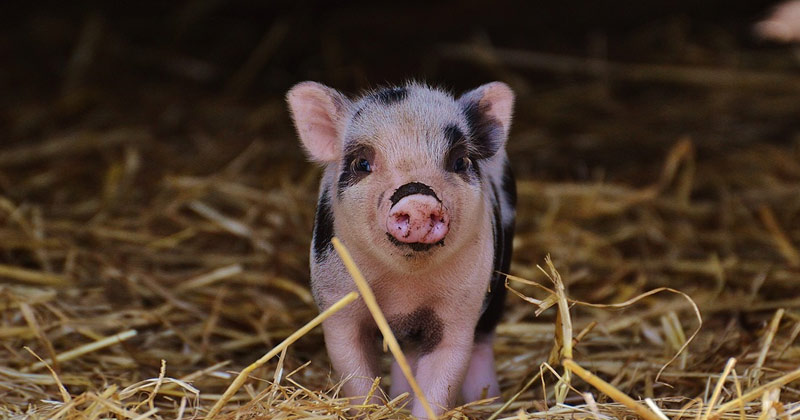 Why are pigs in Finland becoming a popular pet choice for owners?