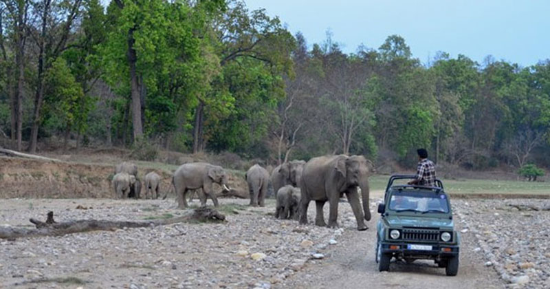 Is a probe going to happen on the Rajaji Tiger Reserve? What happened?