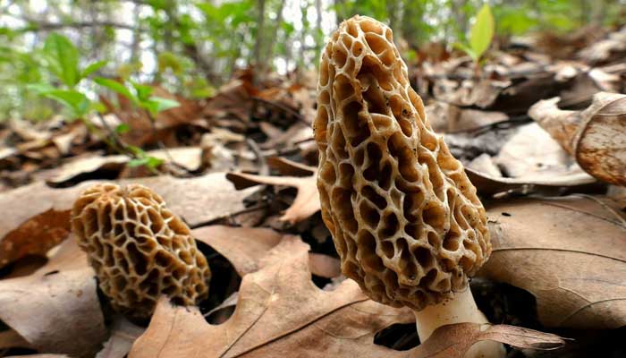 5 Types of Edible Mushrooms And Their Health Benefits