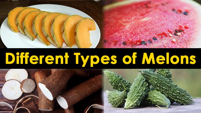 Different Types Of Melons You Should Know About | Varieties