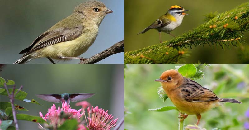 Top 10 Smallest Bird In The World | World Smallest Bird Name