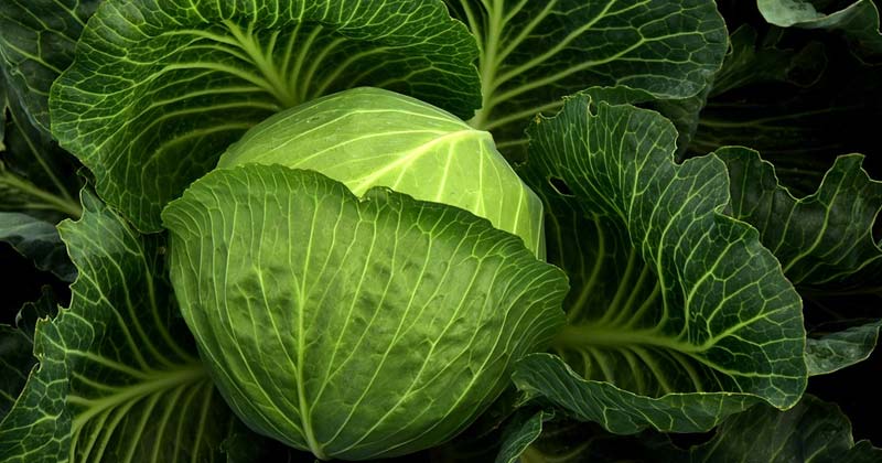 Top 7 Amazing Health Benefits Of Cabbage