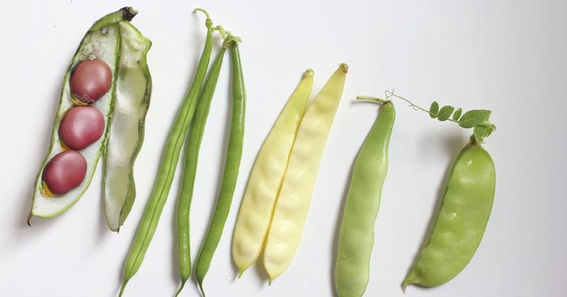 Types Of Beans | Different Varieties of Beans | Benefits of beans