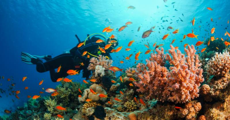 Top 7 Underwater Adventures Around the World