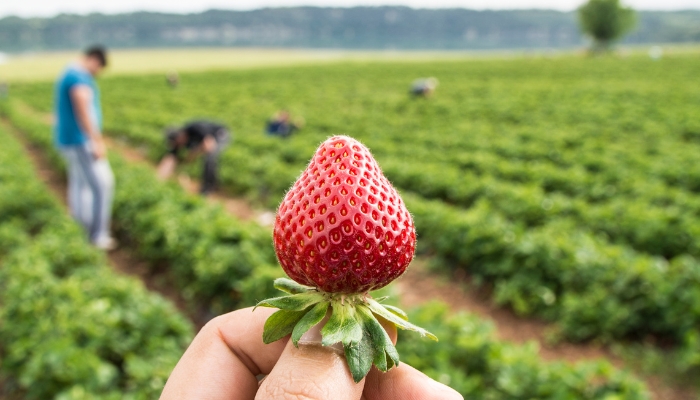 Strawberry Benefits | Strawberry Nutrition Facts | Vitamins