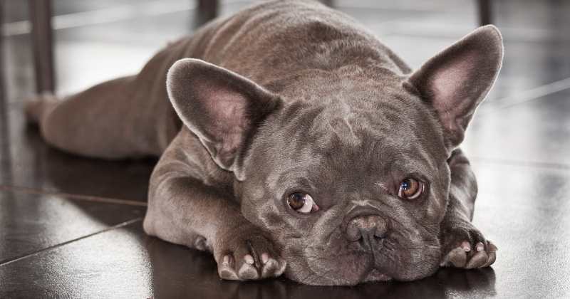 The Best Dog Breeds In India | Small Breeds of Dogs in India