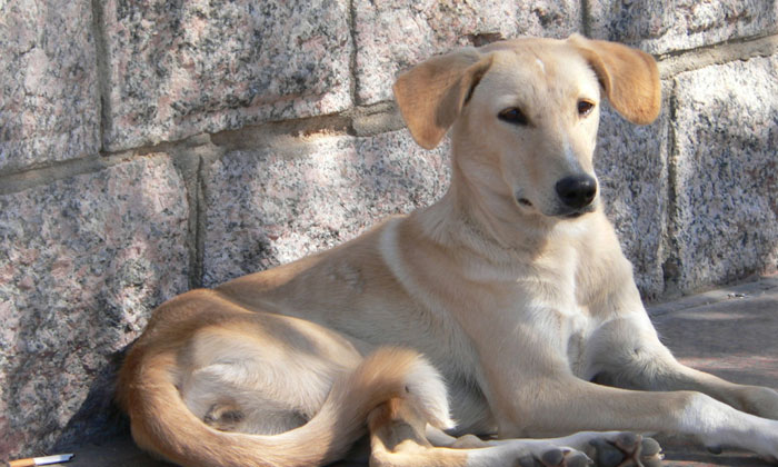 The Best Dog Breeds In India | Small Breeds of Dogs in India