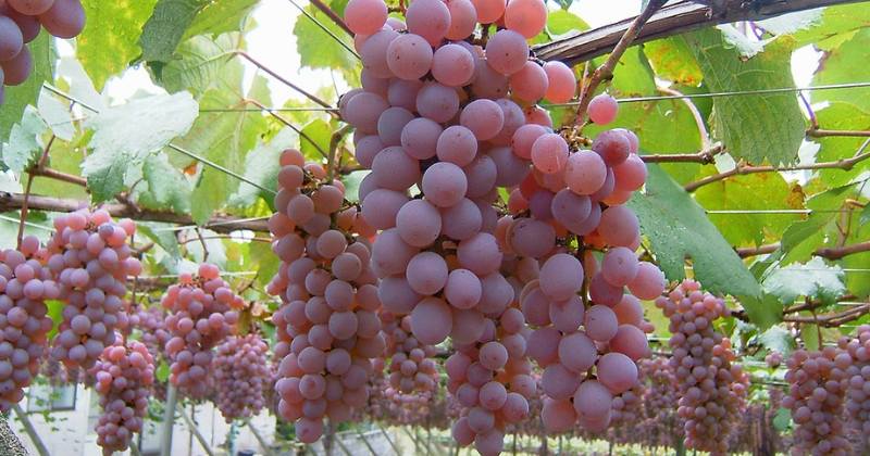 The Grape Spectrum: Unveiling The Different Types of Grapes