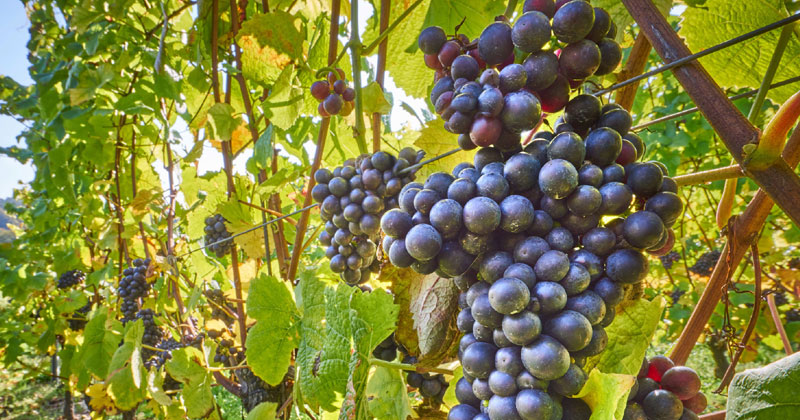 The Grape Spectrum: Unveiling The Different Types of Grapes