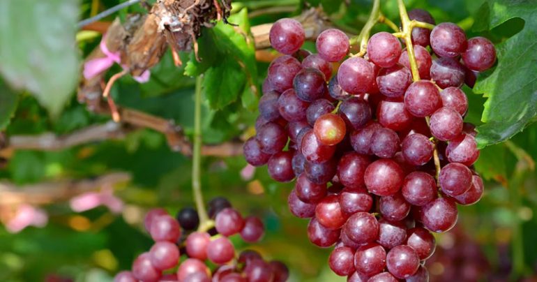 The Grape Spectrum: Unveiling The Different Types of Grapes